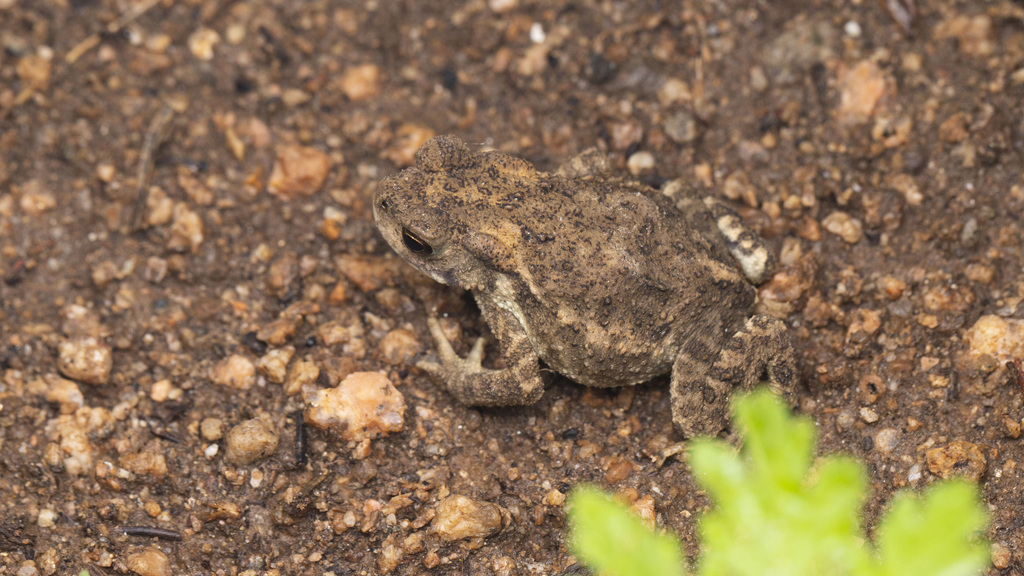 Asiatic Toad in June 2023 by Zhongqi Wang · iNaturalist