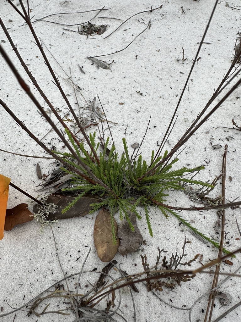 Highlands scrub hypericum in December 2023 by Eric Sievers · iNaturalist