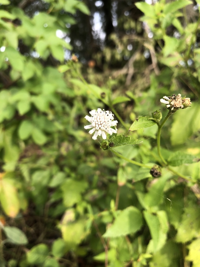 Snow Squarestem from Everglades National Park, FL, US on December 22 ...