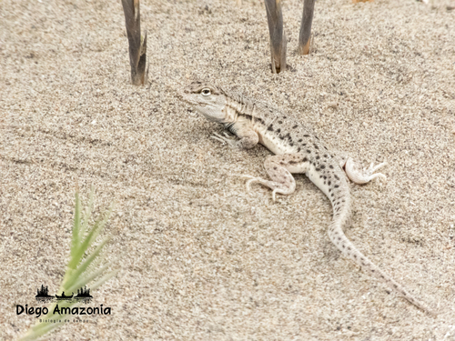 Checklist de Lima · BioDiversity4All