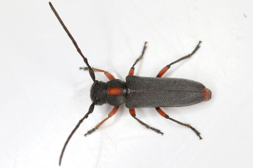 Phytoecia pustulata from Hartberg-Fürstenfeld, Österreich on May 21 ...