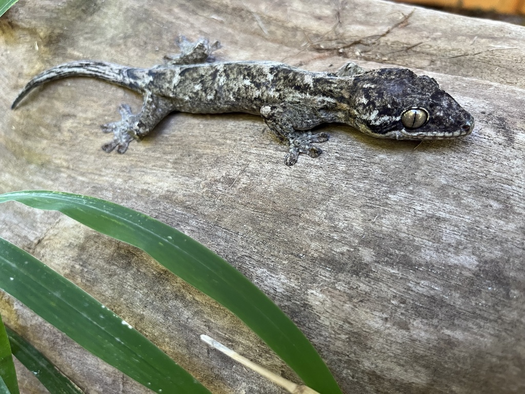 Northern Turniptail Gecko from Saint Croix, Kingshill, United States ...