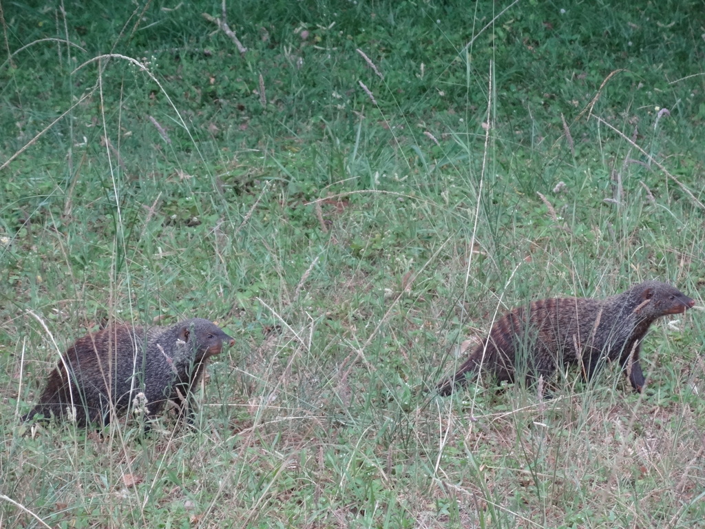 Banded Mongoose from St Lucia, 3936, South Africa on January 11, 2012 ...