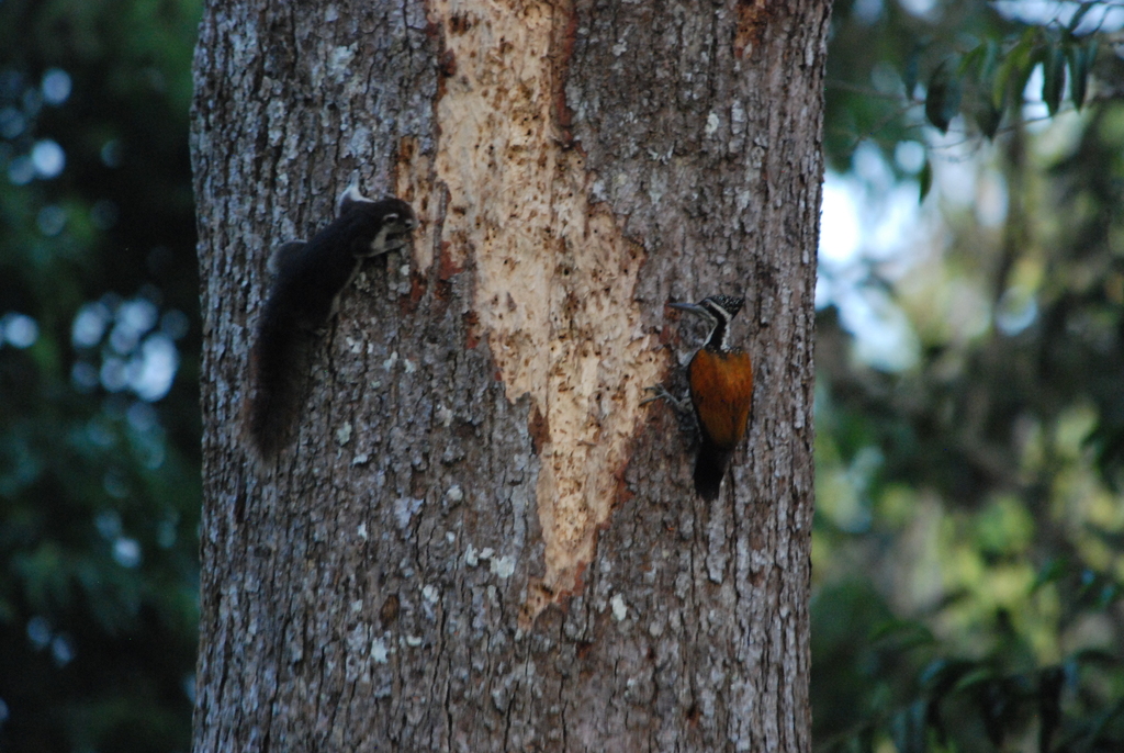 Black Giant Squirrel in January 2014 by Andreas Michalik · iNaturalist