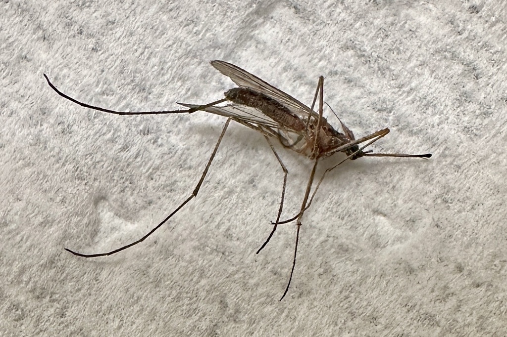 Culicine Mosquitoes in December 2023 by eastmarin · iNaturalist