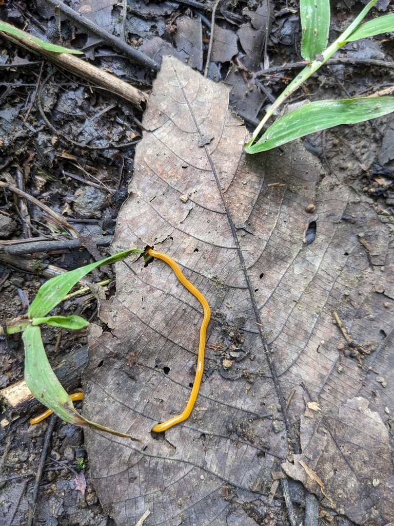Bipalium nobile from W376+9FQ, Banaue, Ifugao, Philippines on November ...
