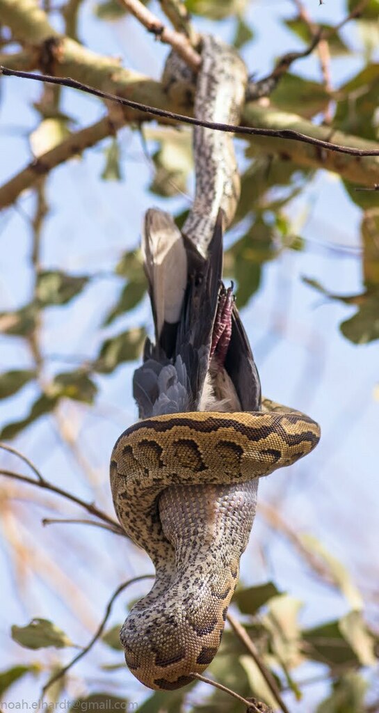 African Rock Python in February 2020 by Noah Elhardt. prey is ...