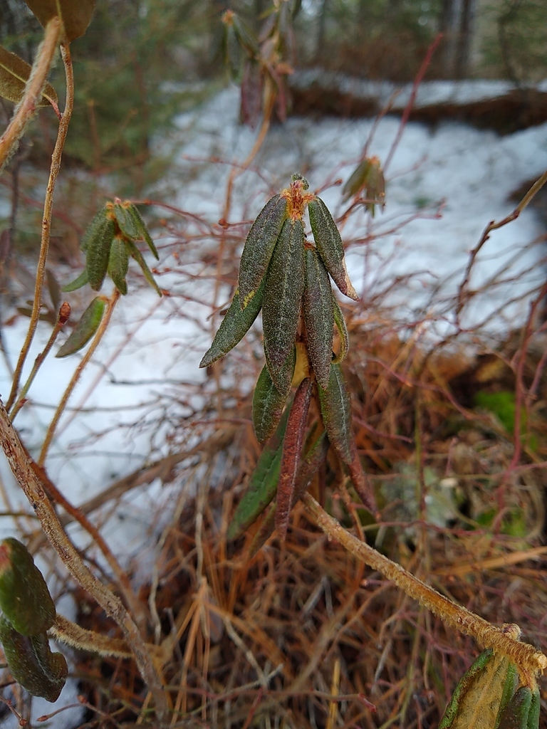 Bog Labrador Tea in April 2019 by Alex Graeff · iNaturalist