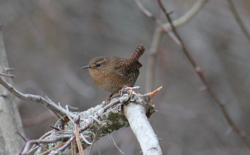 Pacific Wren from Sanders County, MT, USA on December 22, 2023 at 10:57 ...