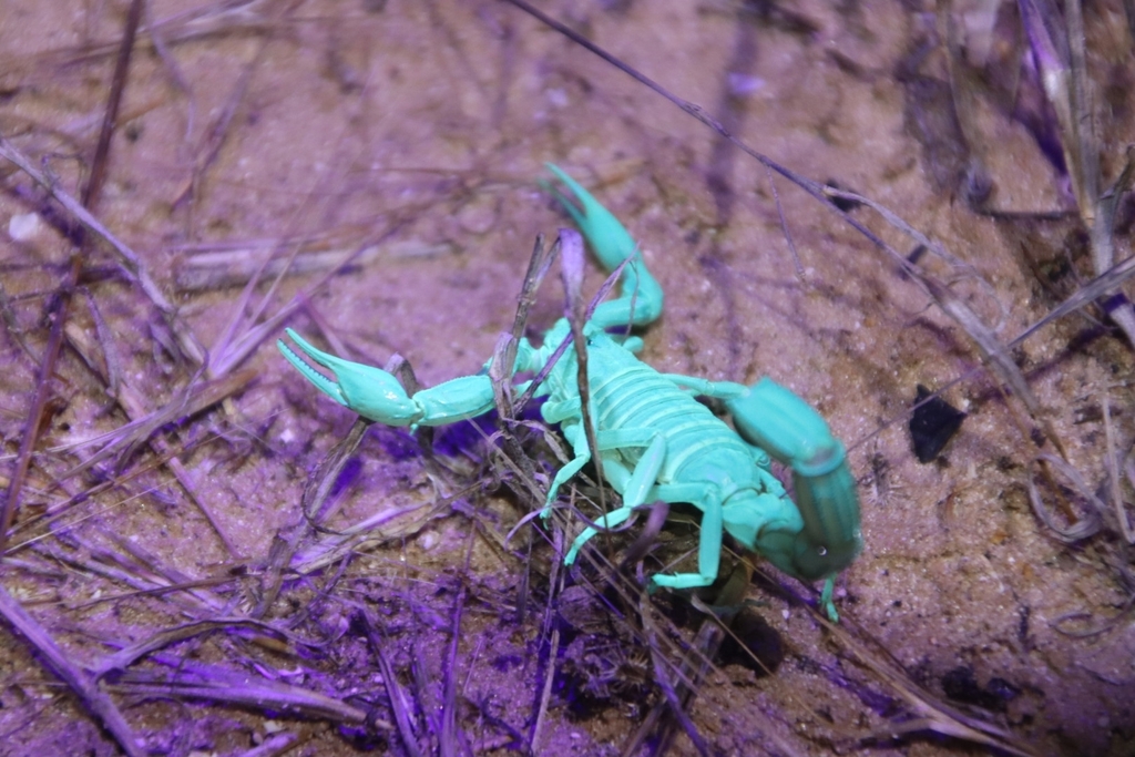 African fattail scorpion from חופית on August 30, 2023 at 08:29 PM by ...