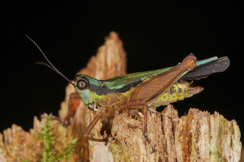 Scaria maculata · iNaturalist Ecuador