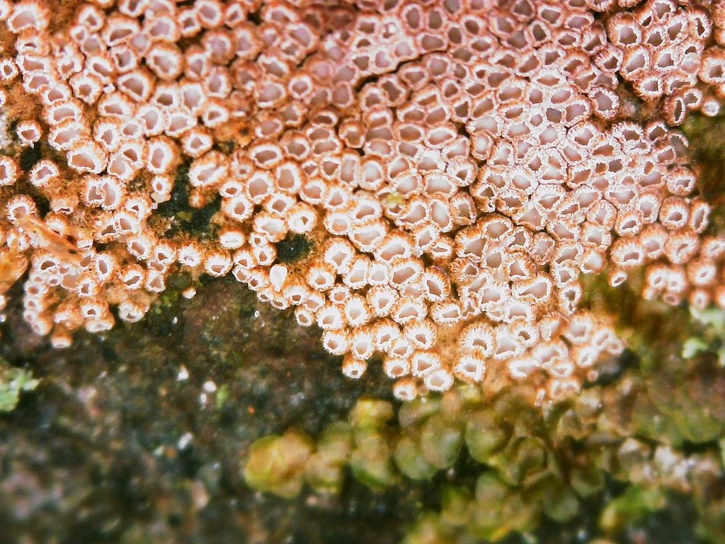 crowded cuplet in December 2023 by sammyisafuzzydog · iNaturalist