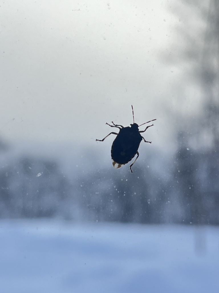 Stink Bugs from Niseko-Shakotan-Otarukaigan Quasi-National Park ...