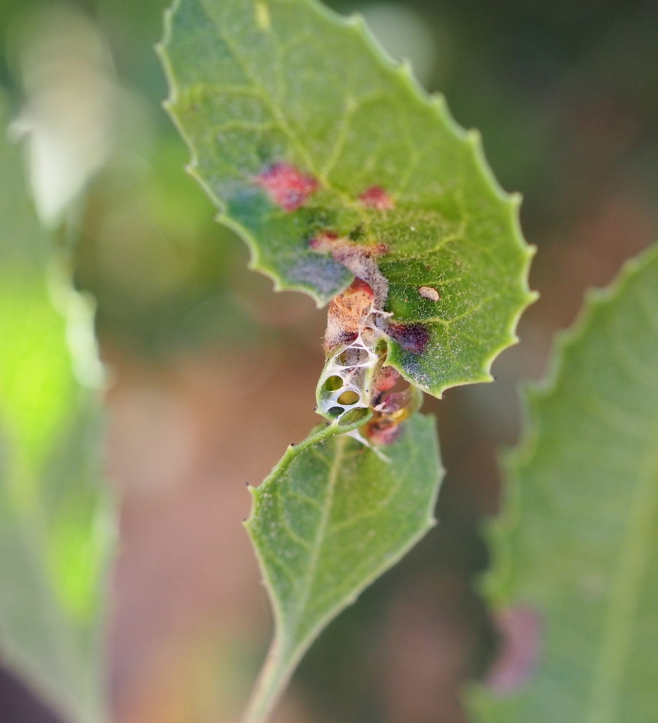 toyon gall thrips from Burbank Motorway, Claremont, CA, US on December ...