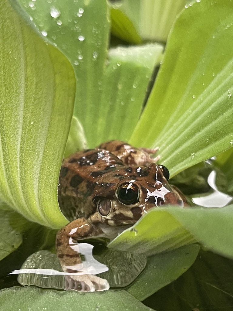 Neotropical Grass Frogs from Cocos, BA, BR on November 3, 2023 at 06:06 ...