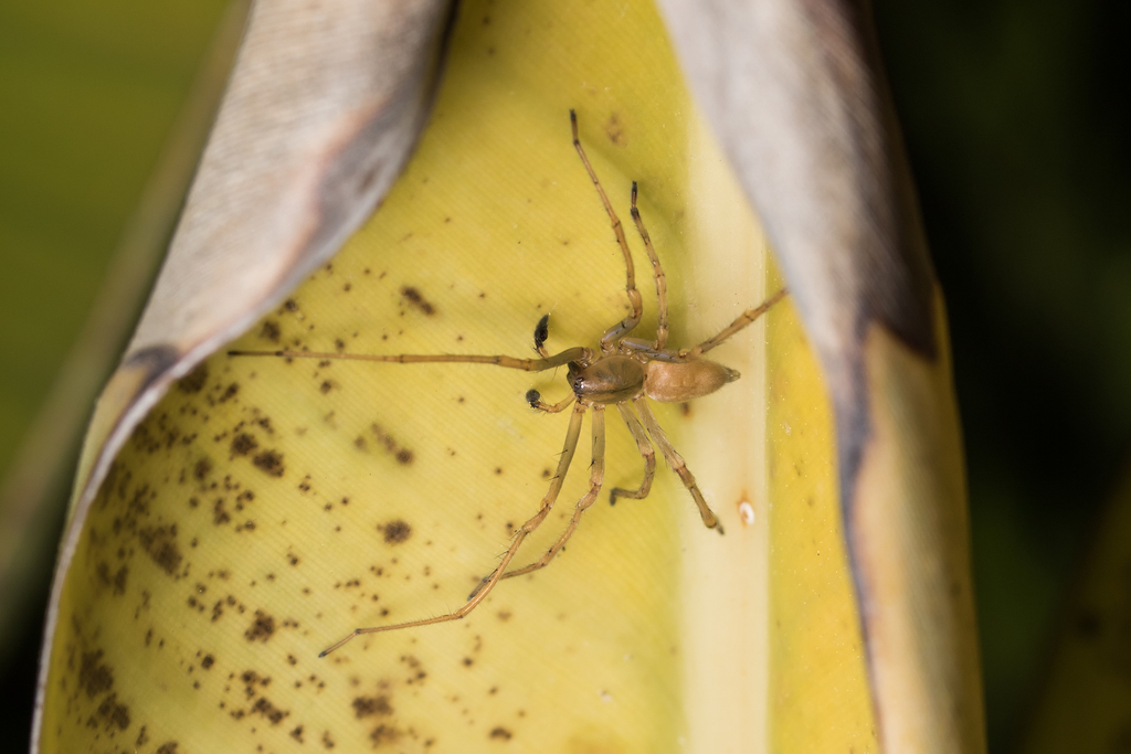 Longlegged Sac Spiders from Southern Aegean, Greece on March 21, 2019 ...