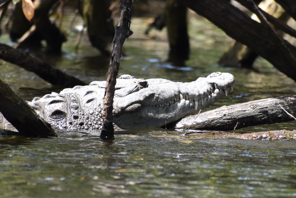 American Crocodile in April 2019 by herbergev · iNaturalist