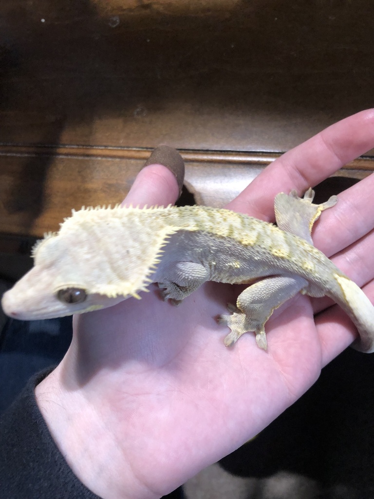Crested Giant Gecko in January 2022 by Gary Smades · iNaturalist