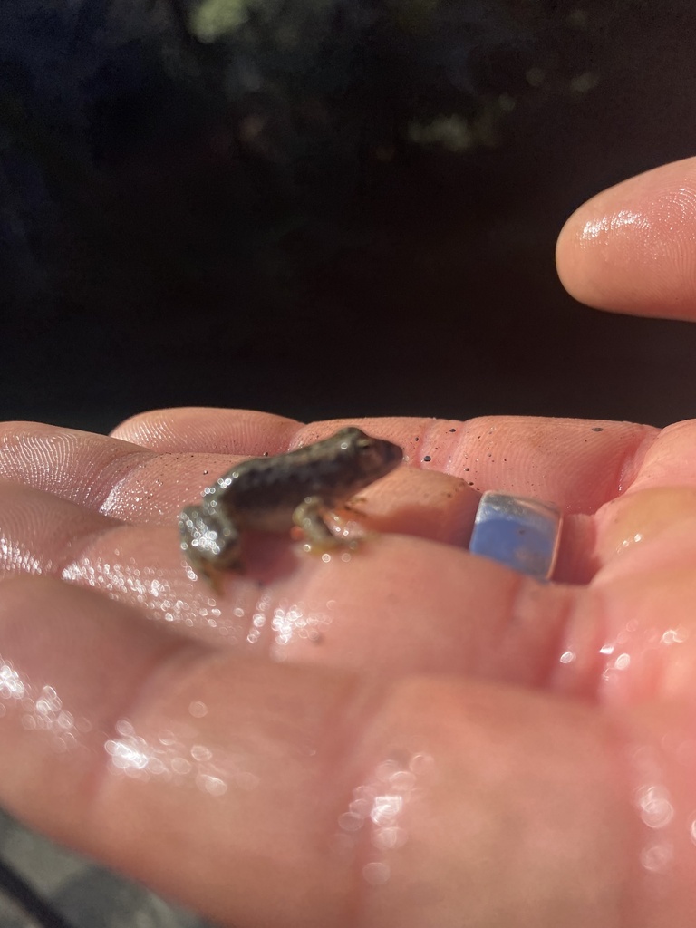 Foothill Yellow-legged Frog in January 2022 by Tina Schwandt · iNaturalist