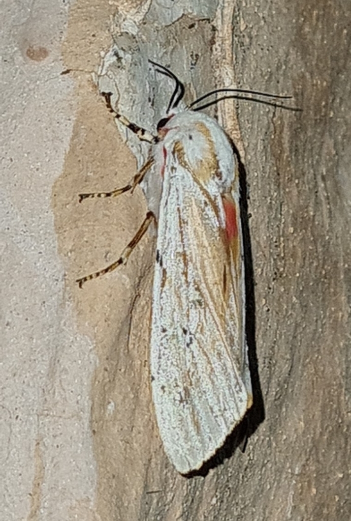 Orange Tricolour Tiger Moth from Camdeboo Local Municipality, South ...
