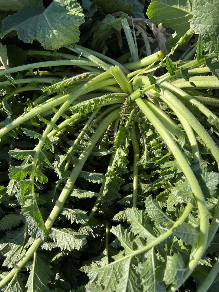 Saharan Mustard from 38th Ave, Palm Desert, CA, US on December 20, 2023 ...