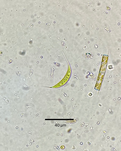 Schroederia robusta · iNaturalist