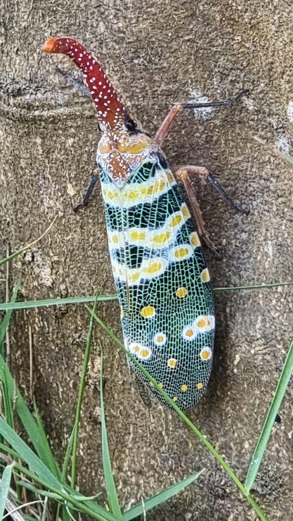 Litchi Lantern Bug in December 2023 by Nguyen Hoai Khuong · iNaturalist