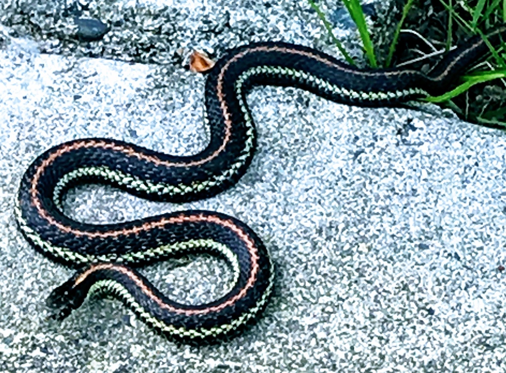 Northwestern Garter Snake from 8320 6th Ave, Tacoma, WA, US on April 26 ...