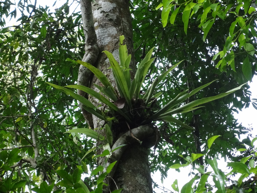 Elkhorn fern from Hin Tung, Mueang Nakhon Nayok District, Nakhon Nayok ...