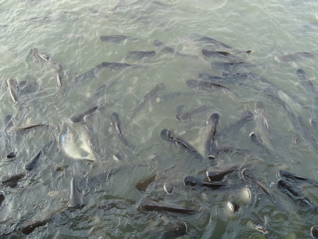 Iridescent Shark in January 2014 by Andreas Michalik · iNaturalist