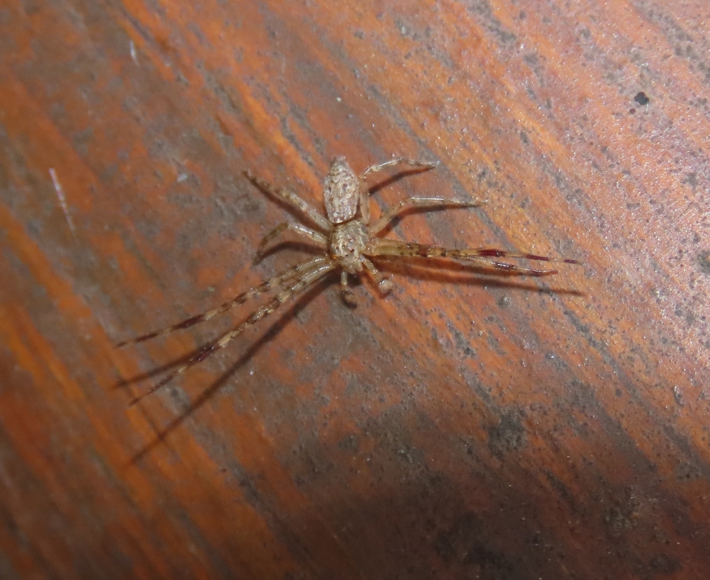 Octopus Spiders from Wallaga Lake NSW 2546, Australia on December 23 ...