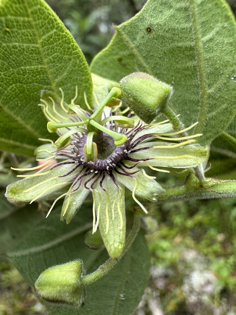 Passiflora inca from La Paz, BO on November 29, 2023 at 03:43 PM by ...