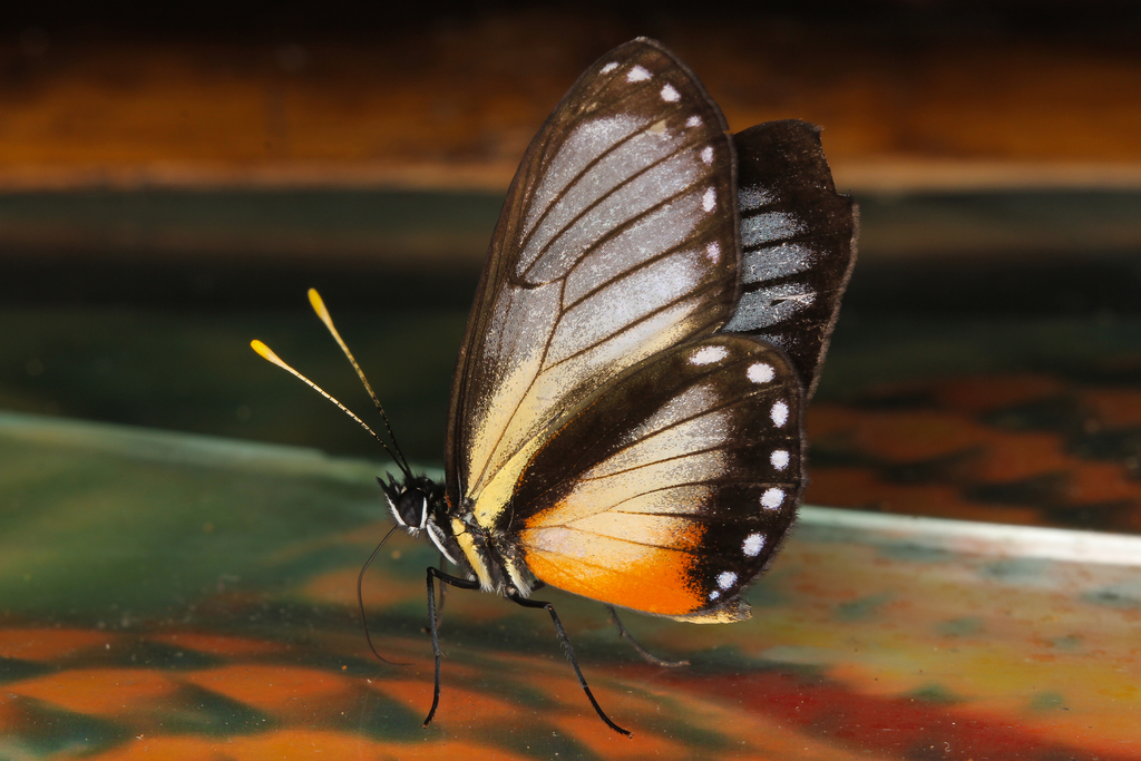 Eresia datis from Loreto Cantón, Ecuador on May 2, 2023 at 03:54 PM by ...