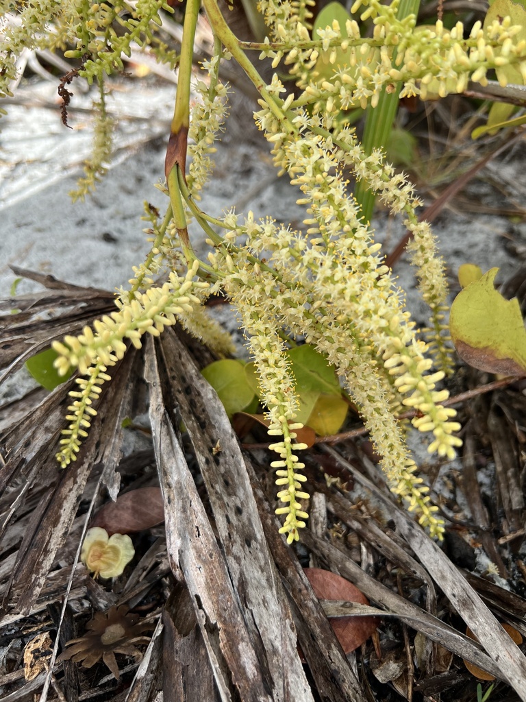 Coryphoideae from Singer Island, Jupiter, FL, US on December 23, 2023 ...