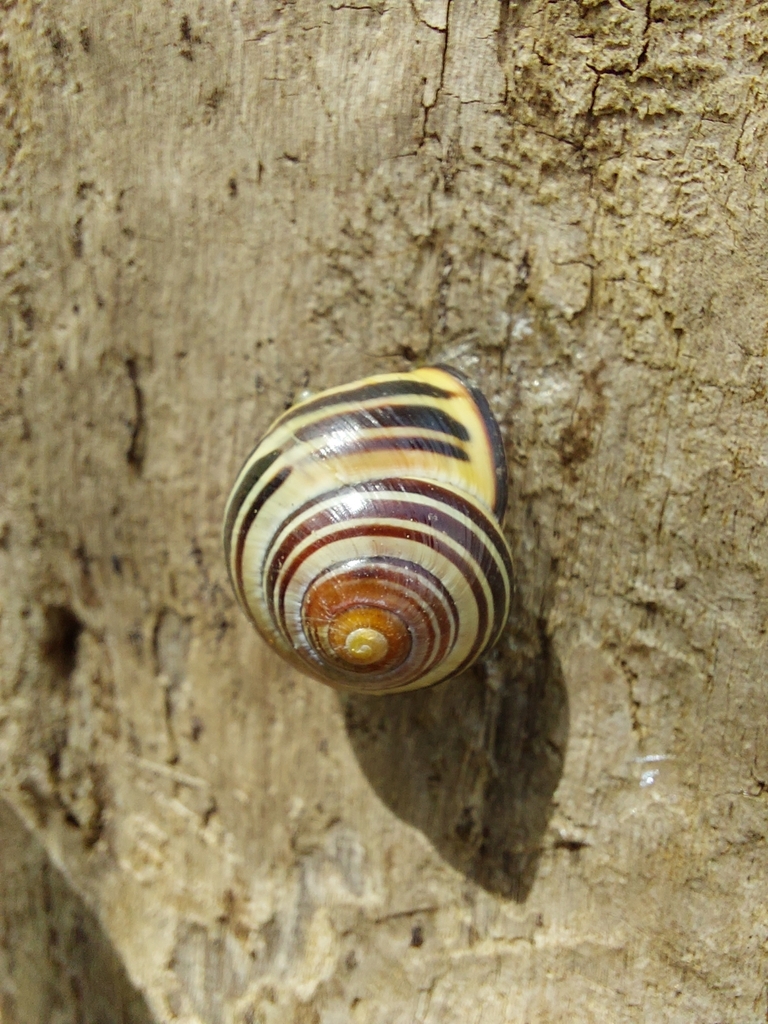 Brown-lipped Snail from Selkirk, ON N0A 1P0, Canada on May 14, 2023 at ...