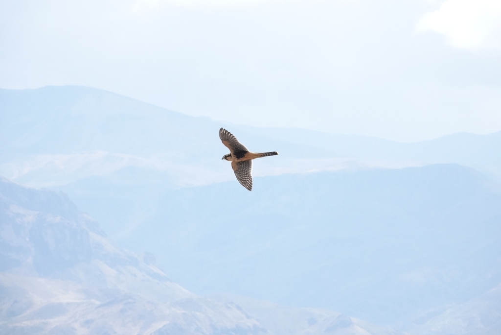 Aplomado Falcon from 04665, Peru on December 11, 2023 at 08:05 AM by ...