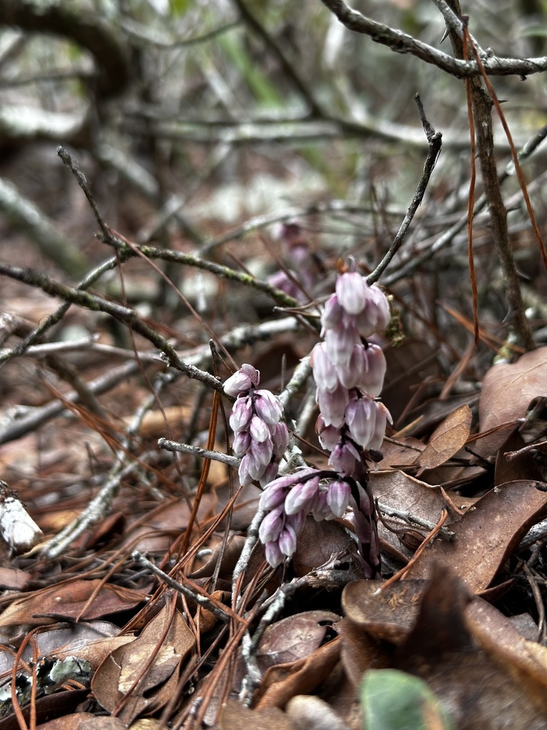 Florida Pygmy Pipes in December 2023 by Jessica Martin · iNaturalist