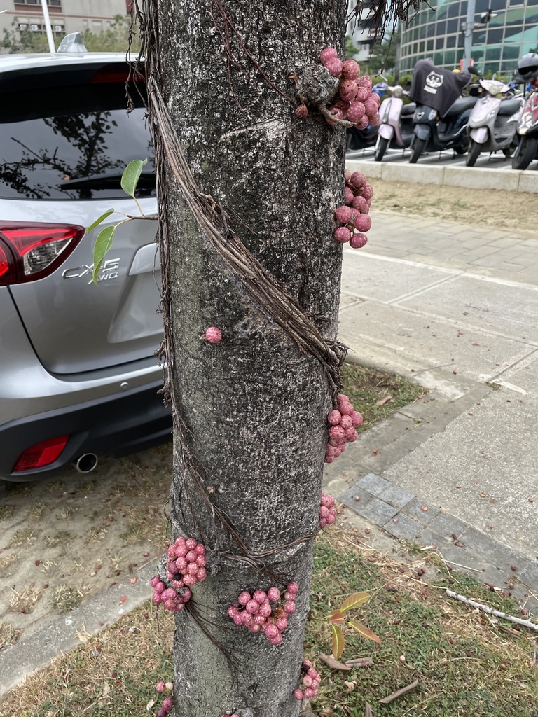 Japanese Superb Fig from 臺灣島, 善化區, TNN, TW on December 23, 2023 at 03: ...