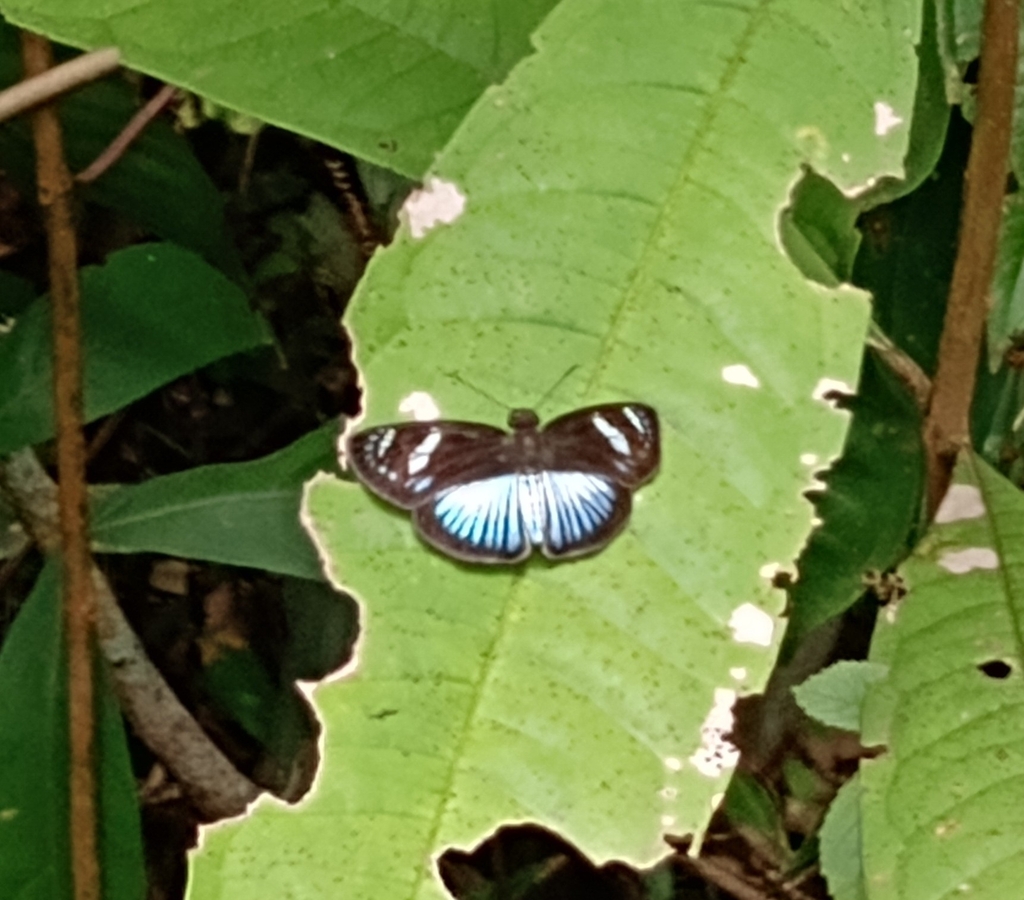 Pythonides jovianus from Marituba - PA, Brasil on December 23, 2023 at 11:12 AM by Angelo Costa ...