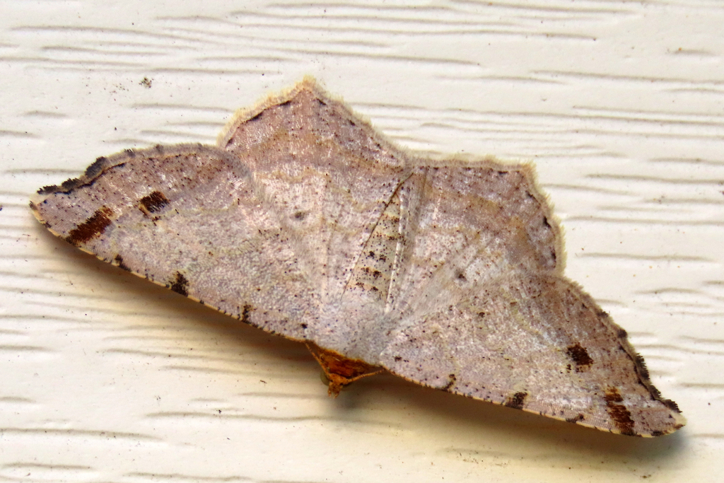 Red-headed Inchworm Moth from Thornbrook Rd, Ellicott City, MD, US on ...
