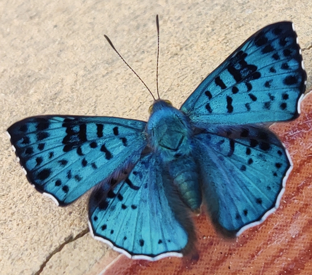 black-patch bluemark from San Buenaventura, Bolivia on September 21 ...