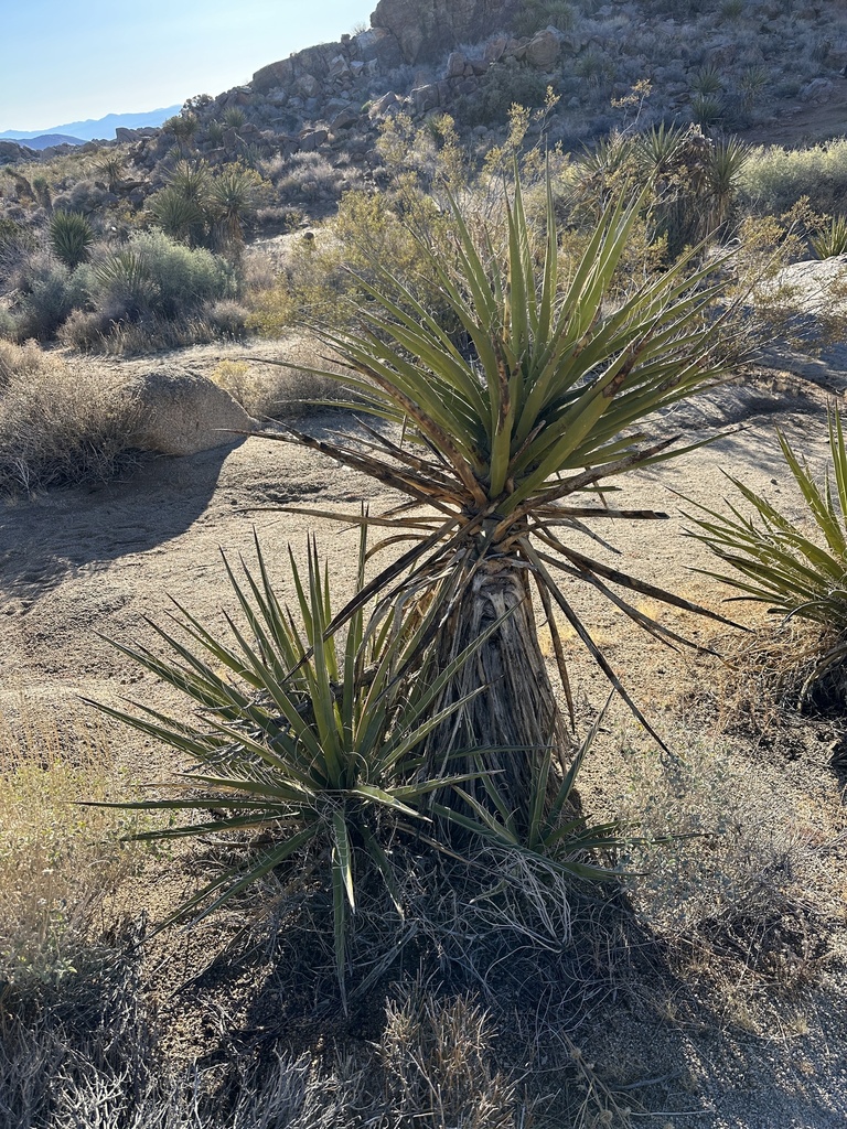 Mojave Yucca from Joshua Tree National Park, Desert Hot Springs, CA, US ...