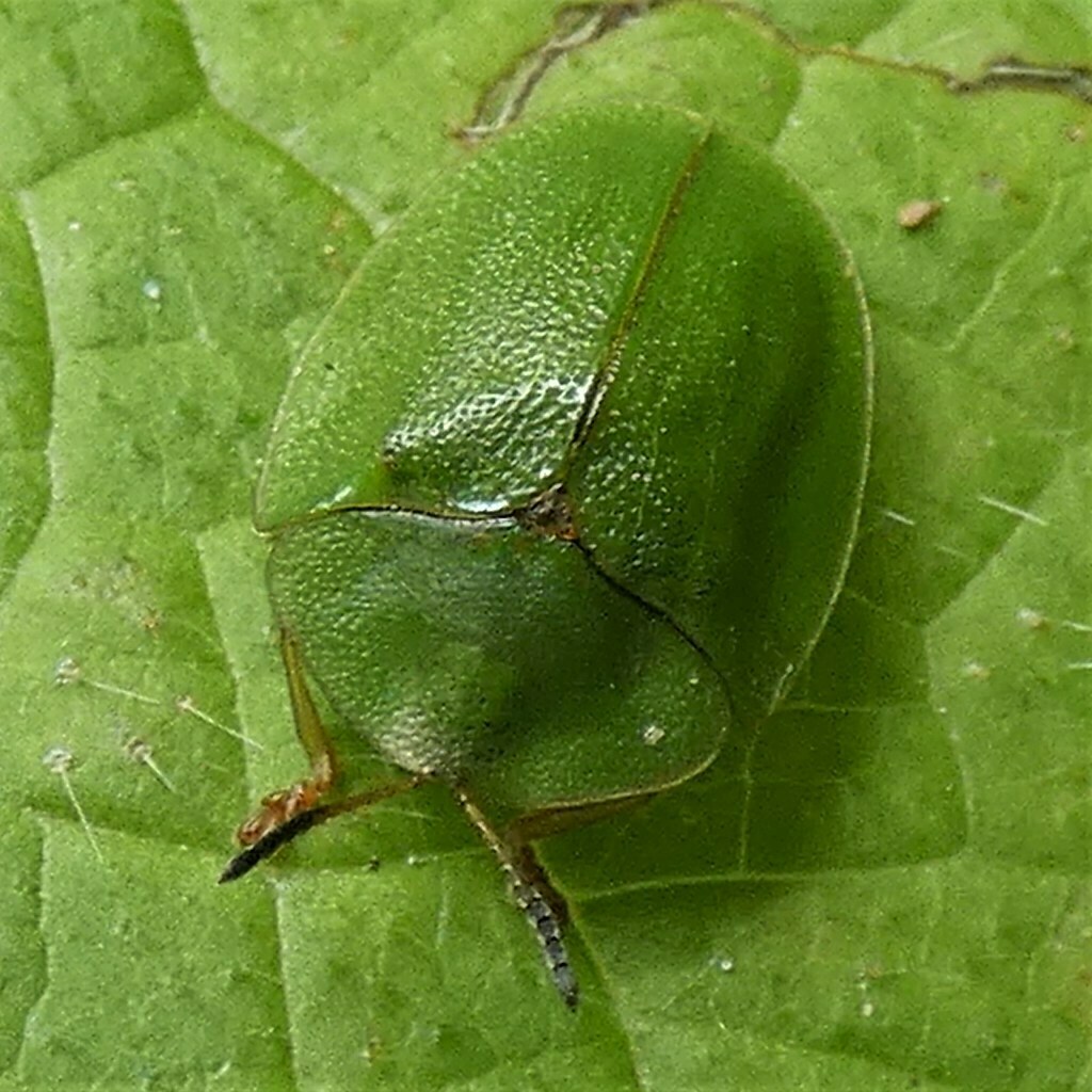 Green Tortoise Beetle from 34587 Felsberg, Deutschland on June 8, 2022 at 09:02 PM by Lothar ...