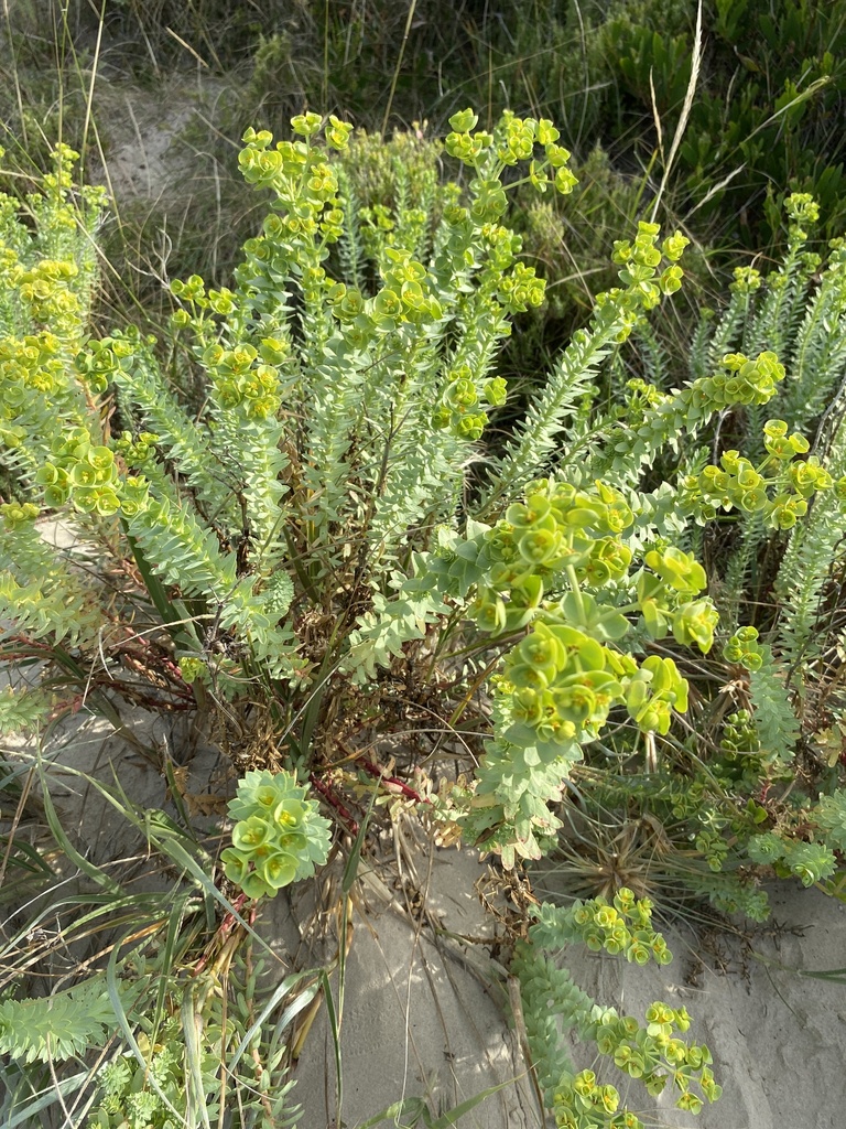 Sea Spurge from Tasmania, Shearwater, TAS, AU on December 24, 2023 at ...