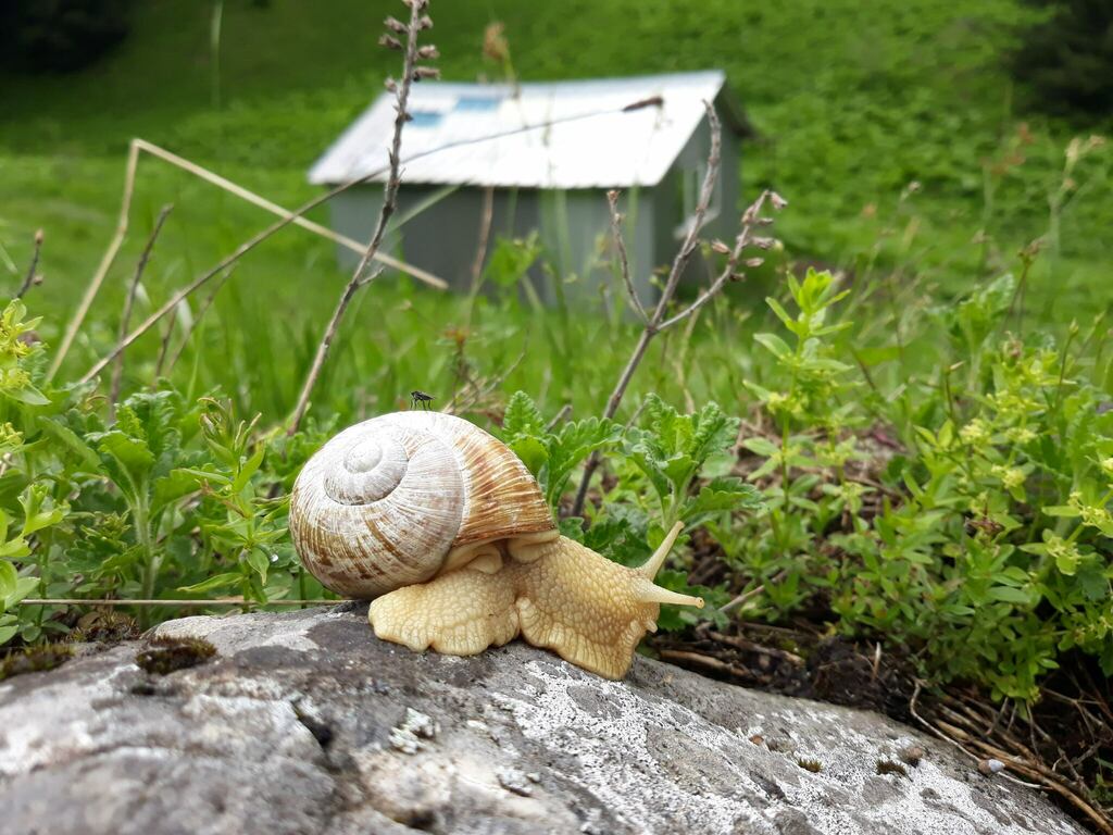 Thessalian Snail from 336101 Câmpu lui Neag, Romania on May 28, 2019 at ...