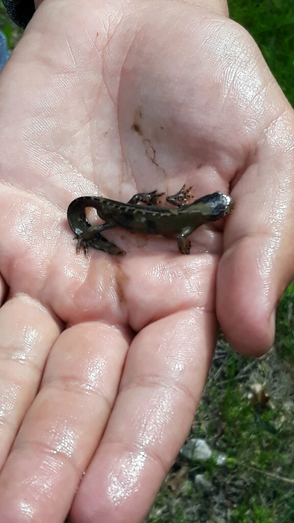 Alpine Newt from Leresti, Romania on May 18, 2018 at 04:34 PM by Silviu ...