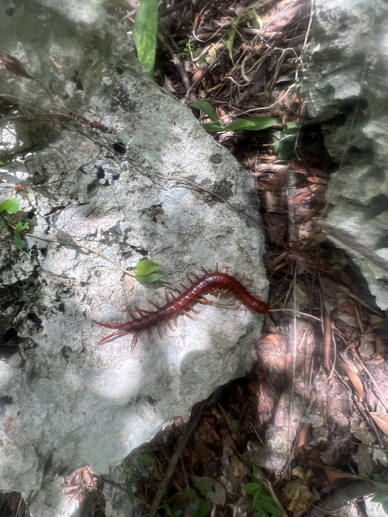 Caribbean Giant Centipede from Jaragua National Park, Oviedo ...