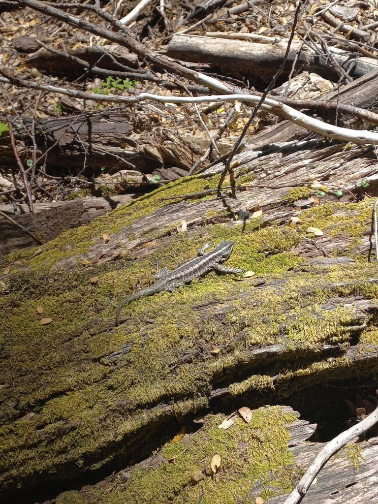 Common Painted Smooth-throated Lizard from Ñuble, CL-BI, CL on December ...
