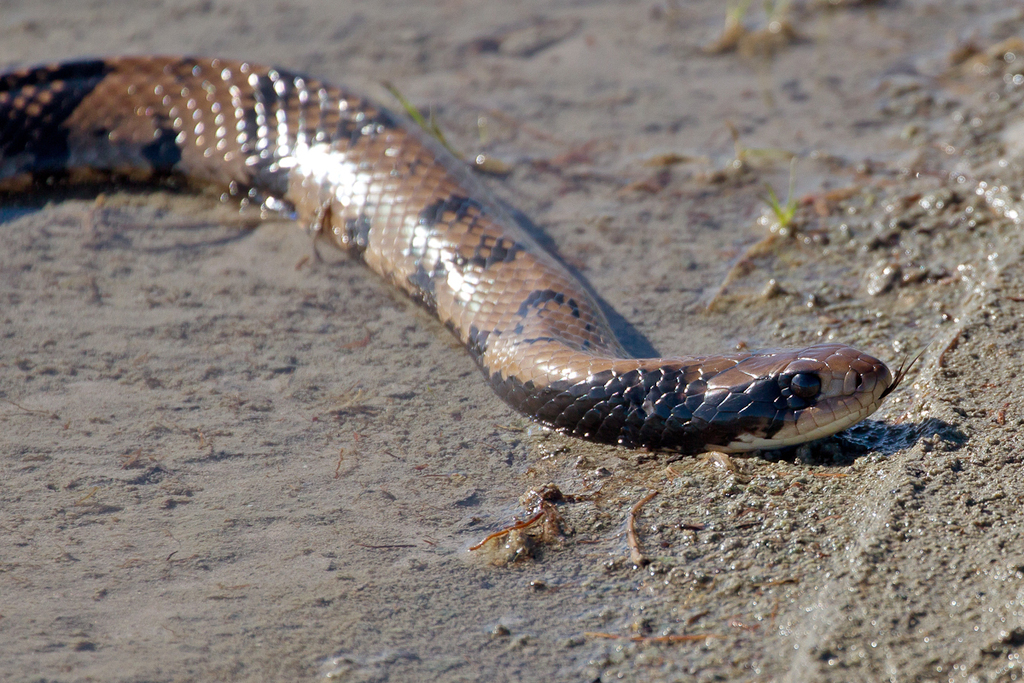 False Water Cobra from Nísia Floresta - State of Rio Grande do Norte ...