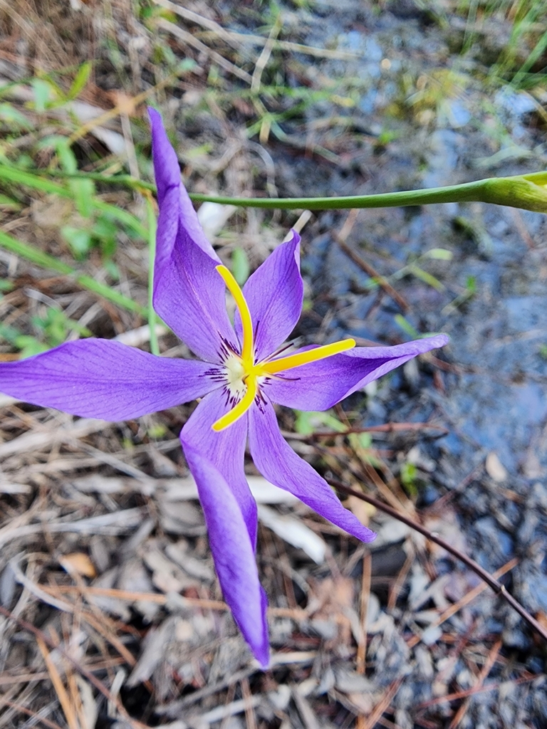 celestial lily in December 2023 by Lillian Moore · iNaturalist